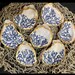 BOGO Blue Coral Gilded Oyster Shell - Etsy