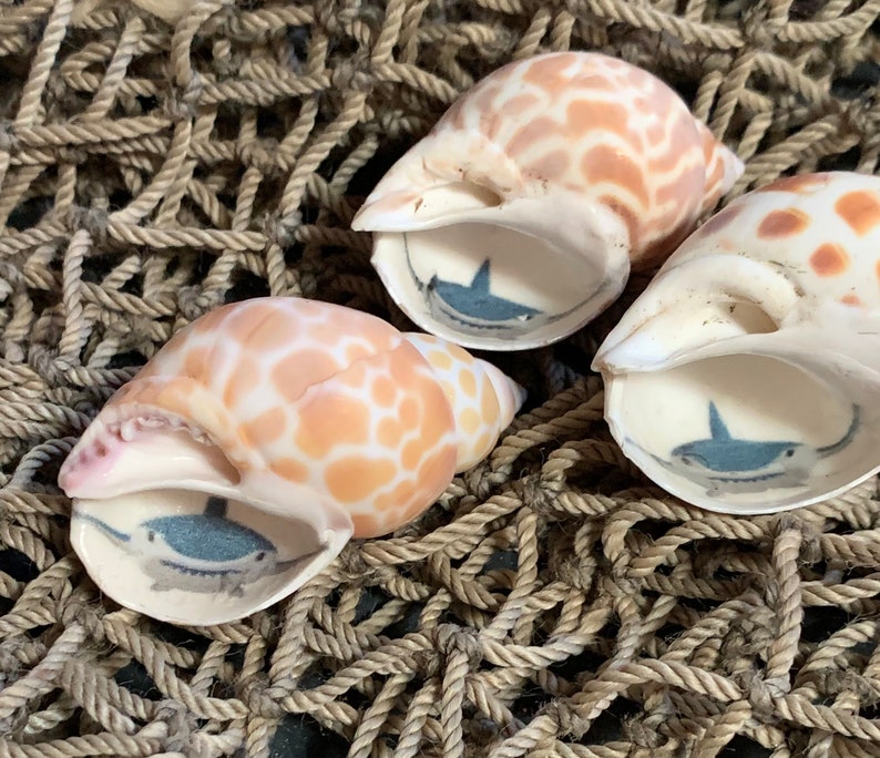Peekaboo Sea Shell shark Babylon Shell - Etsy