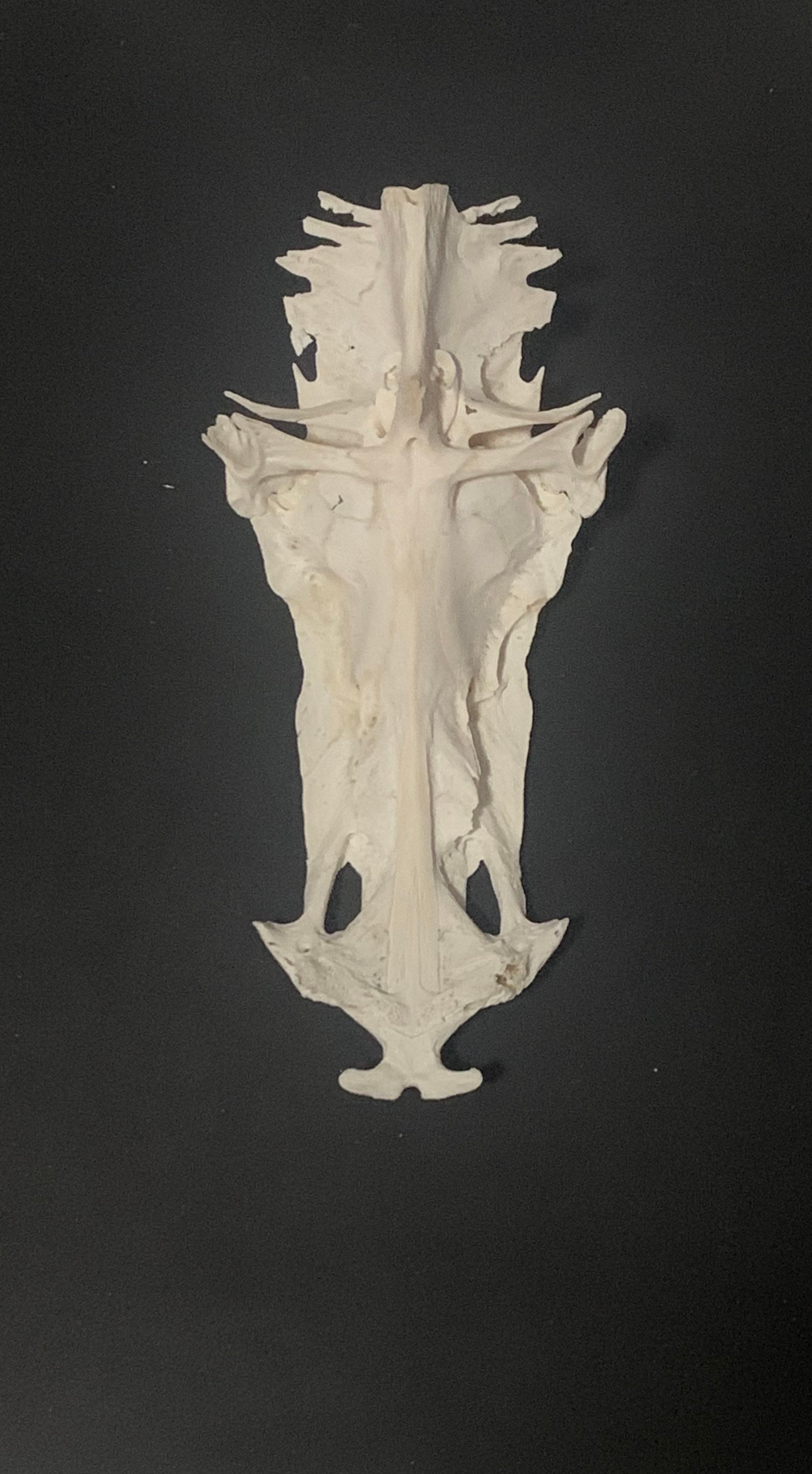 Crucifix Fish - Etsy