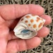 Peekaboo Sea Shell shark Babylon Shell - Etsy