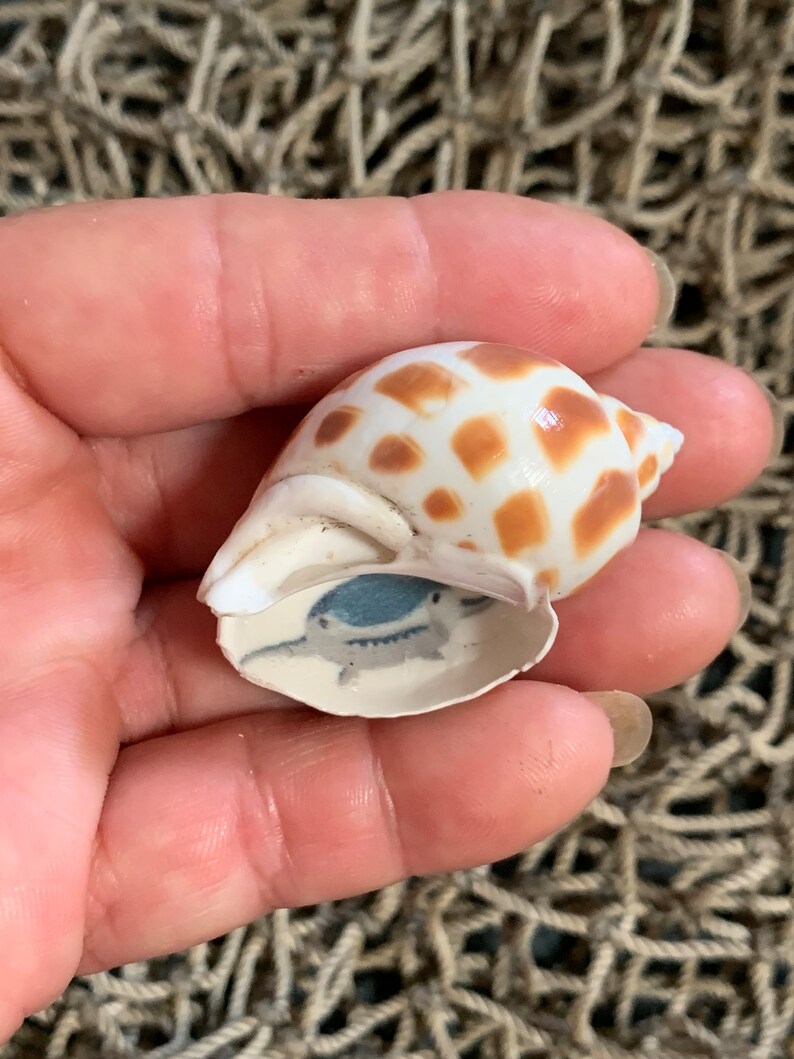 Peekaboo Sea Shell shark Babylon Shell - Etsy