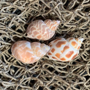 Peekaboo Sea Shell “shark” ( Babylon Shell ) - Etsy