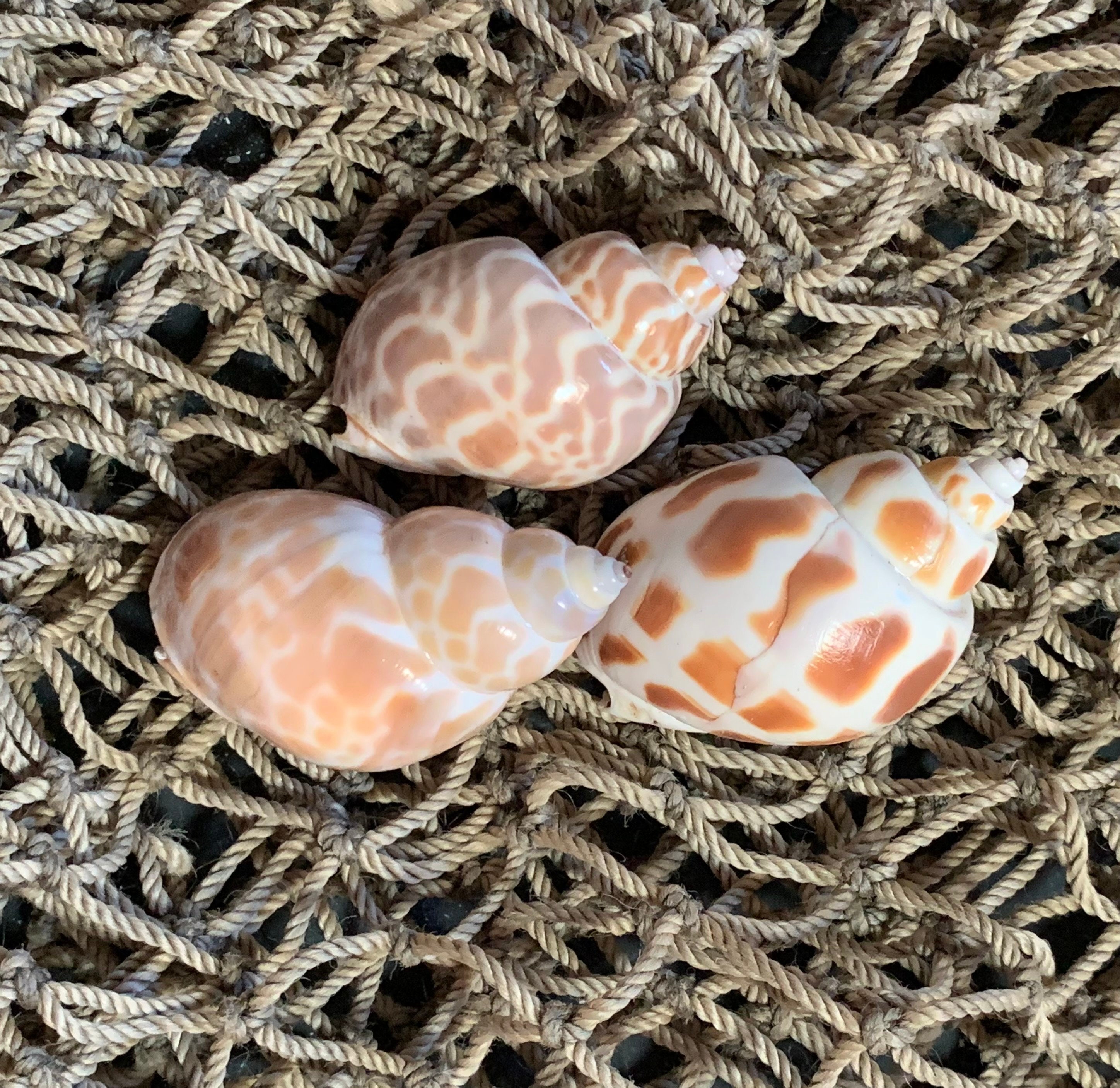 Peekaboo Sea Shell shark Babylon Shell - Etsy