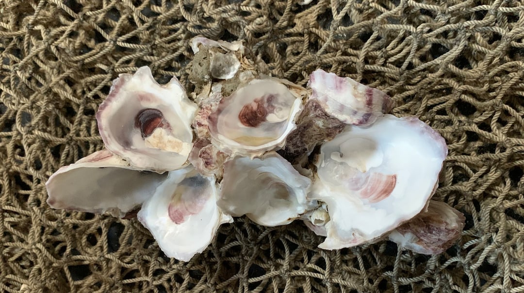 Oyster Shell Clusters - Etsy