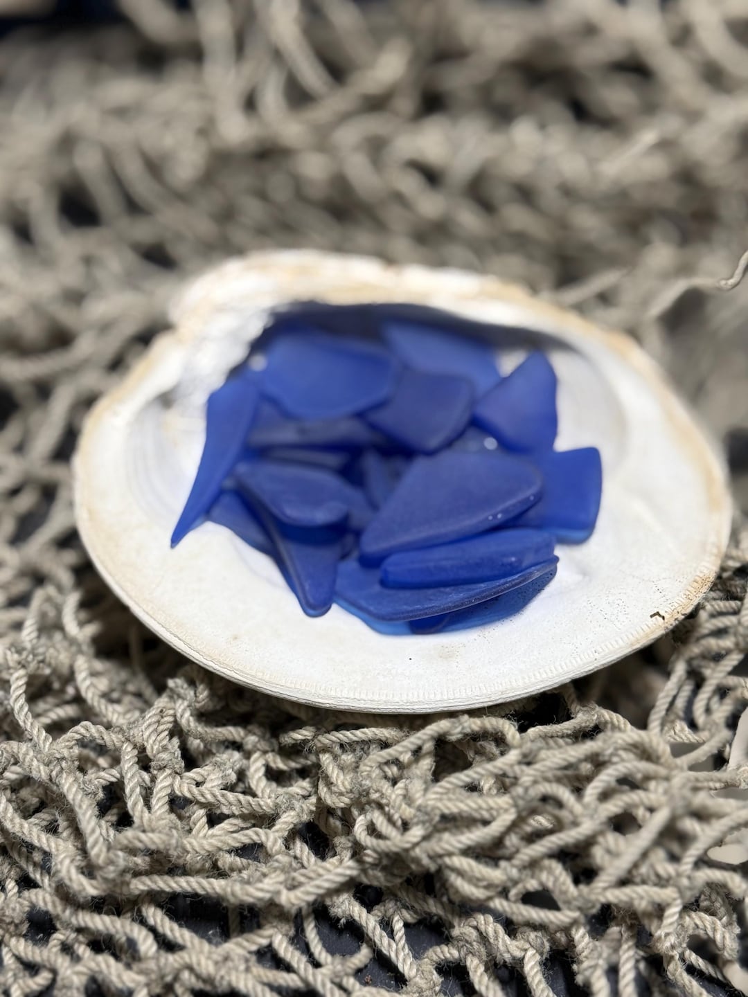 Sea Glass/tumbled Glass & Large Fossilized Clam Shell (20 Pieces Cobalt ...