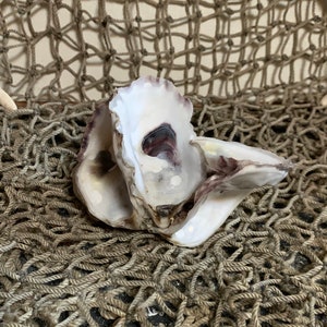 Oyster Shell Clusters Growing on a Clam Shell - Etsy