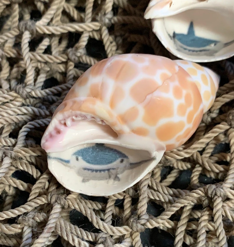Peekaboo Sea Shell shark Babylon Shell - Etsy