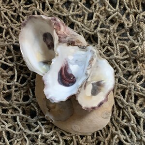 Oyster Shell Clusters Growing on a Clam Shell - Etsy
