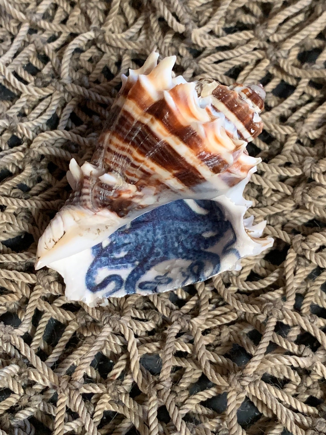 Peekaboo Sea Shell “octopus” (crown Conch) - Etsy