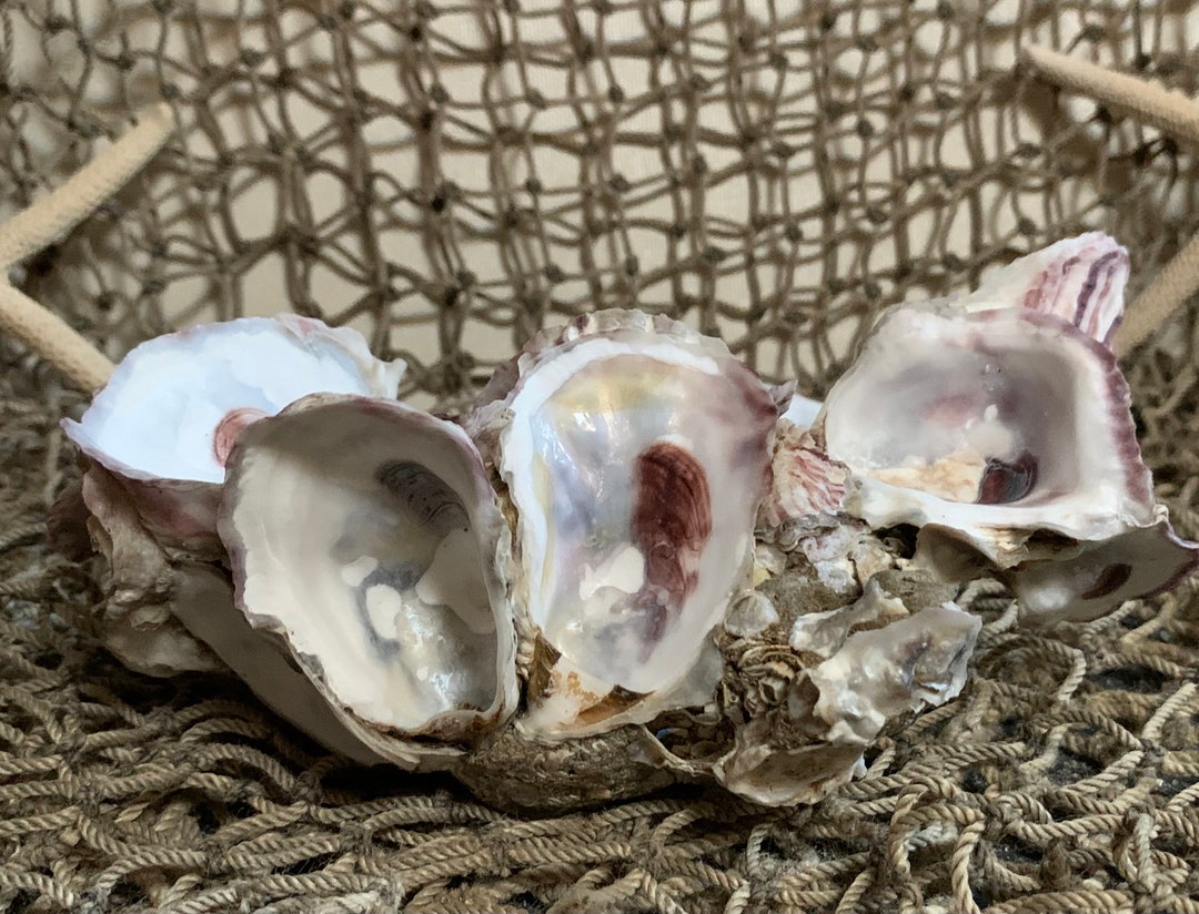 Oyster Shell Clusters - Etsy