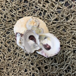 Oyster Shell Clusters Growing on a Clam Shell - Etsy