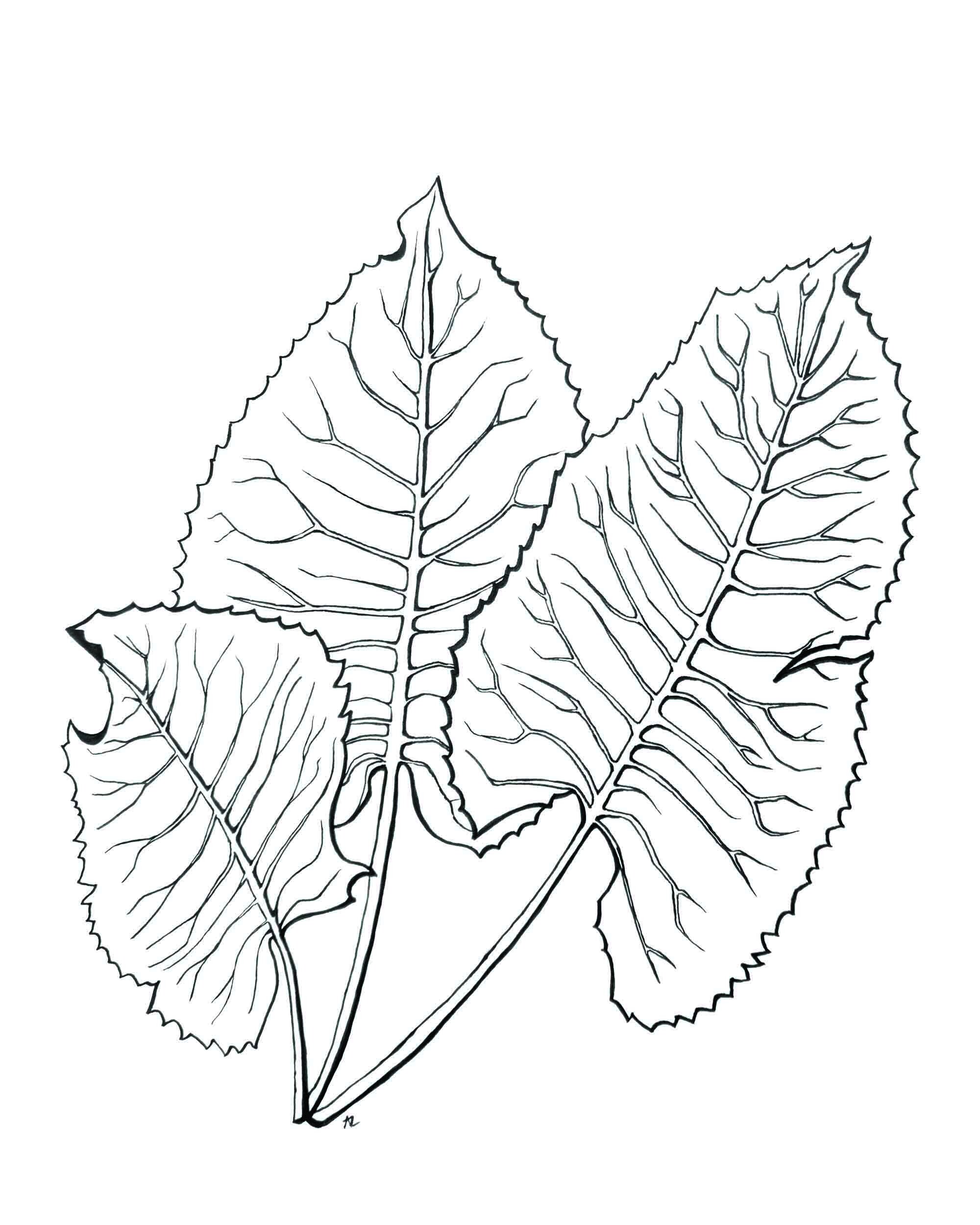 Prairie Dock Leaves, 8"x10" Pen & Ink Print - Etsy