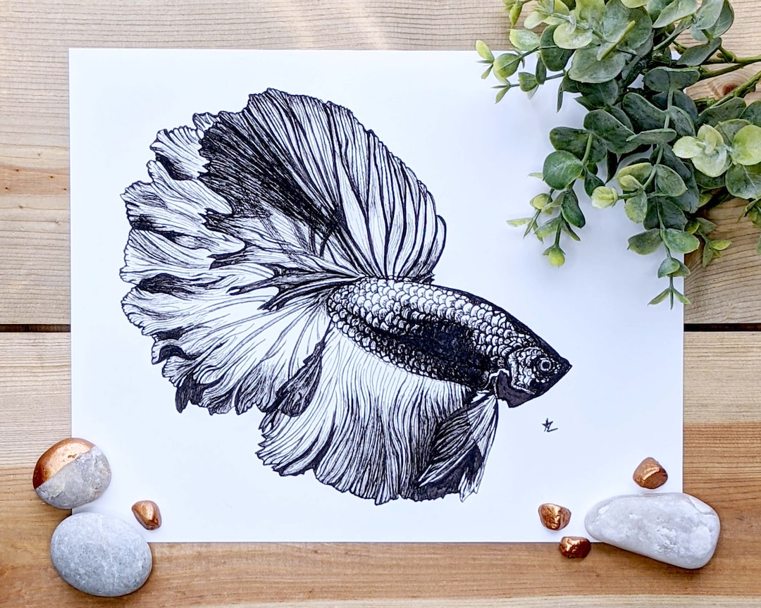 Betta Fish, 8"x10" Pen & Ink Print - Etsy
