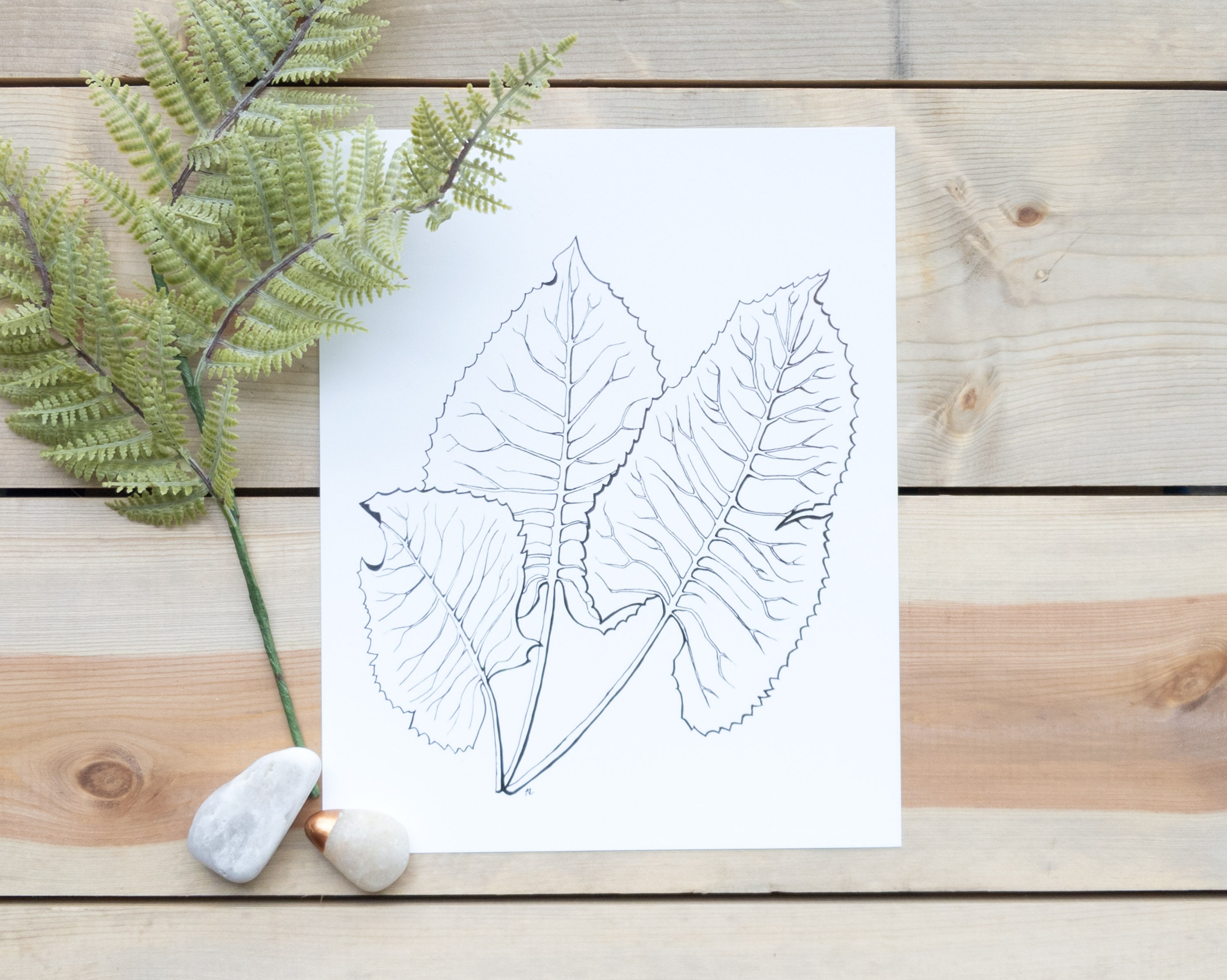 Prairie Dock Leaves, 8"x10" Pen & Ink Print - Etsy
