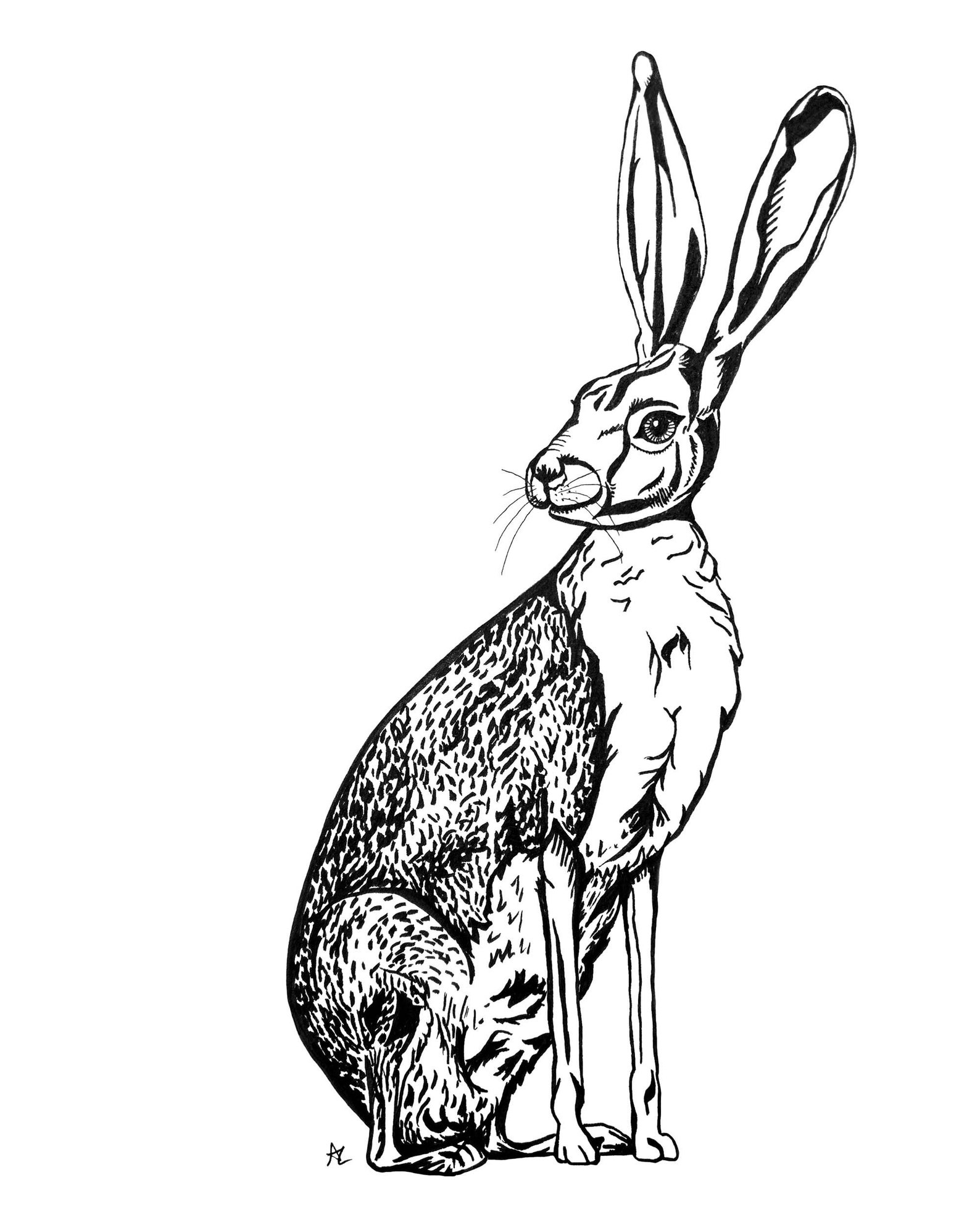 Jack Rabbit, 8"x10" Pen and Ink Print - Etsy