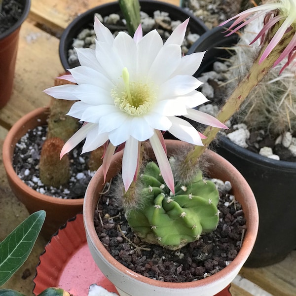 Domino Cactus - Etsy