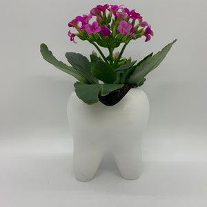 Succulent Pot, Mịni Planter, Tooth Planter Gift for Dentists ...