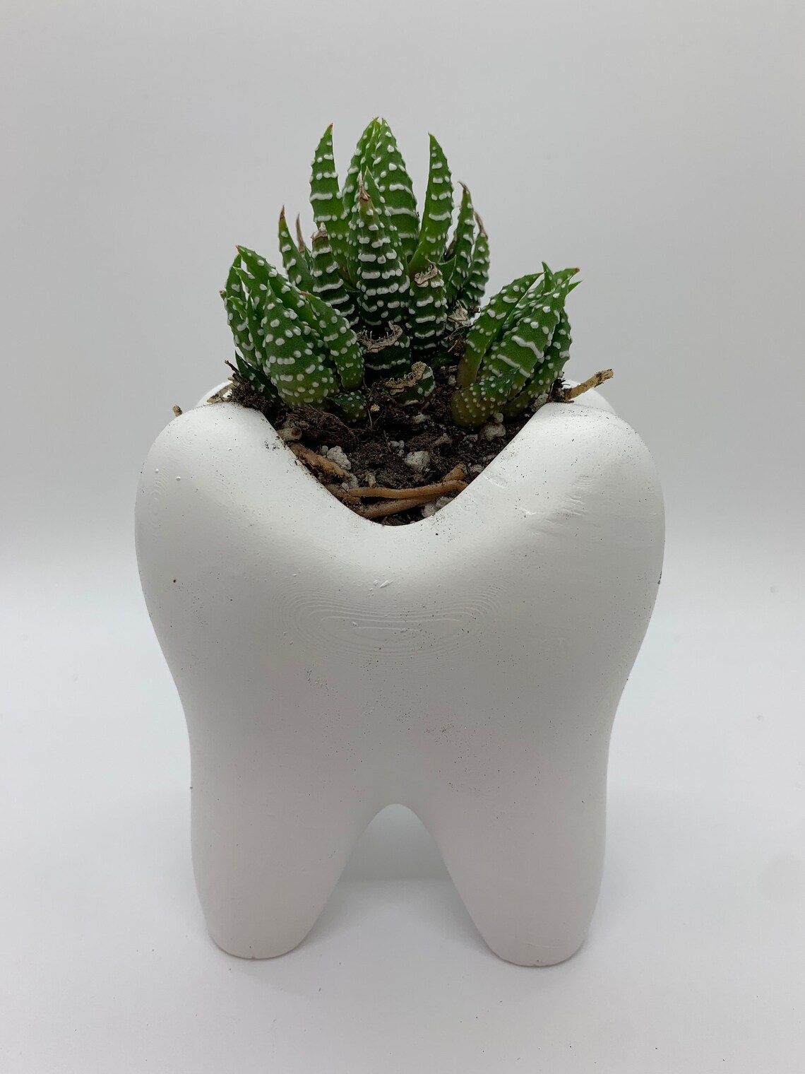 Succulent Pot, Mịni Planter, Tooth Planter Gift for Dentists ...