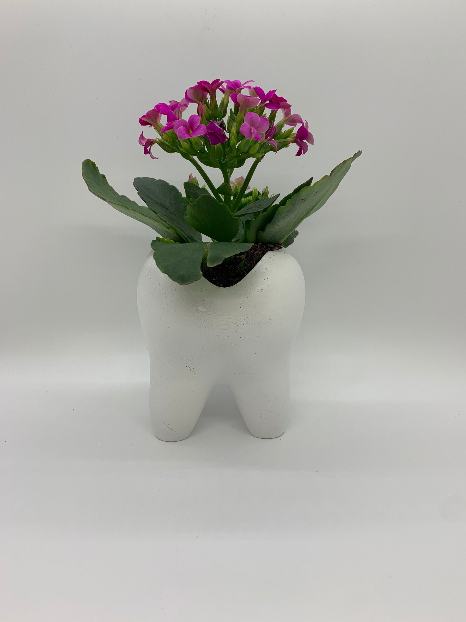 Succulent Pot Mịni Planter Tooth Planter Gift for Dentists - Etsy