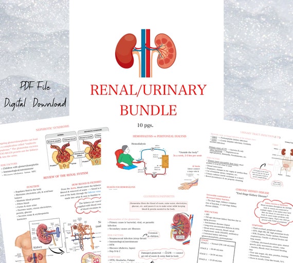 Renal/urinary System & Diseases Nursing Study Guides Nursing | Etsy