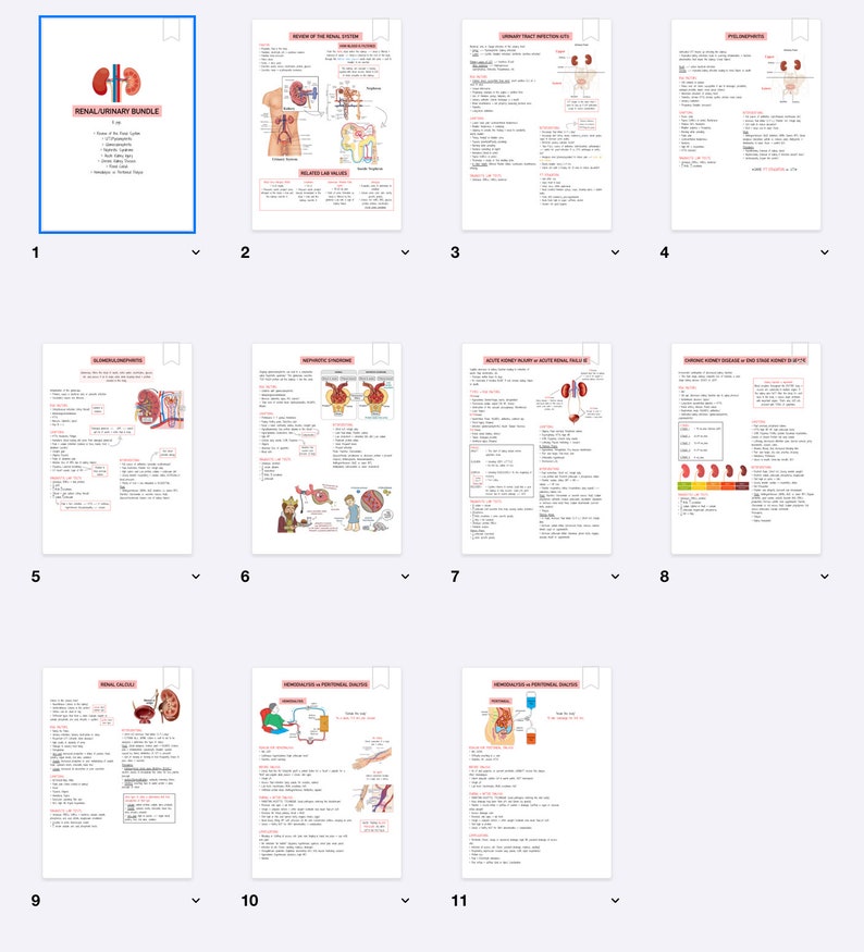 Renal/urinary System & Diseases Nursing Study Guides Nursing - Etsy