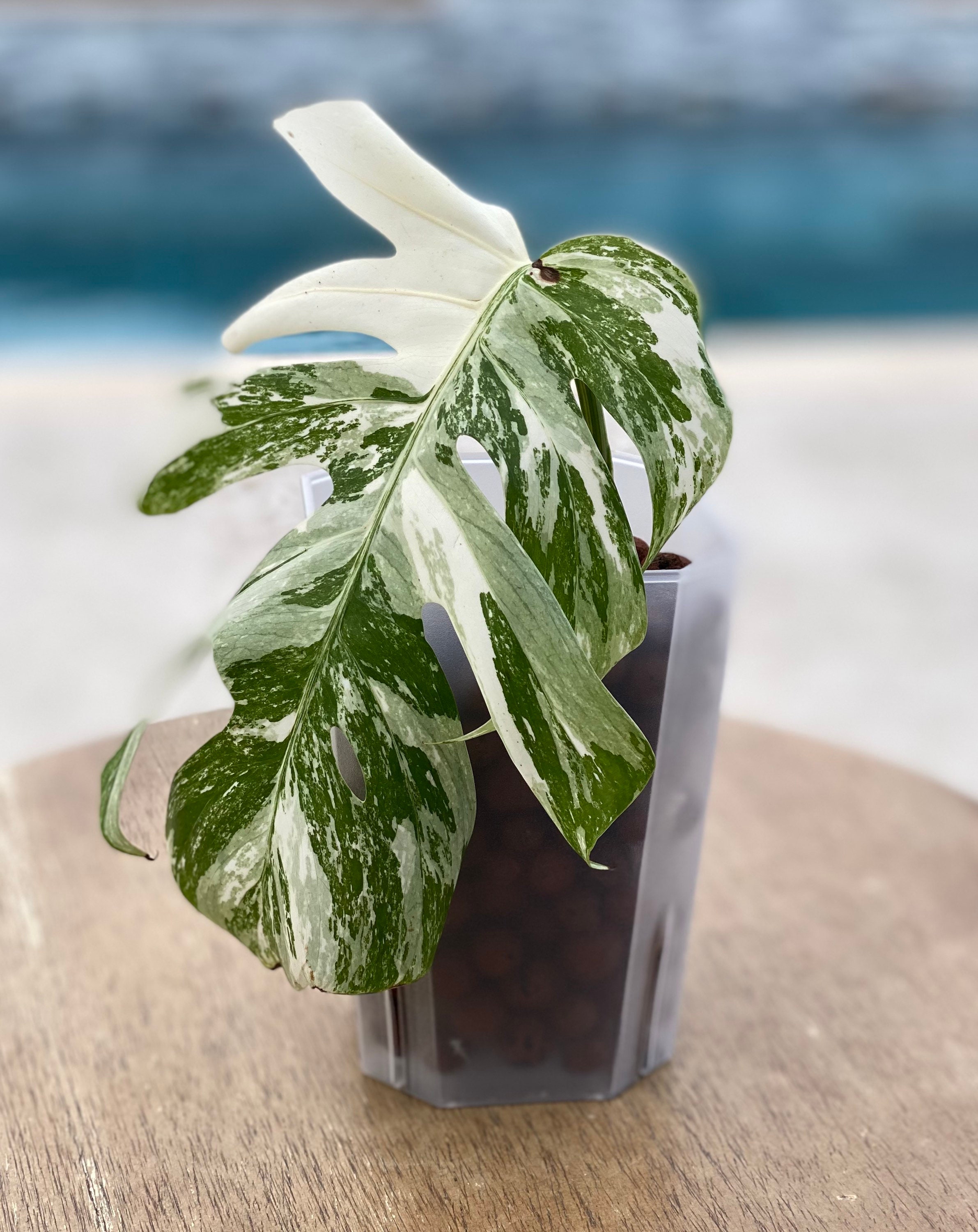 Clear Pots 4 Sizes Deep Sturdy Reusable Sleek Design - Etsy