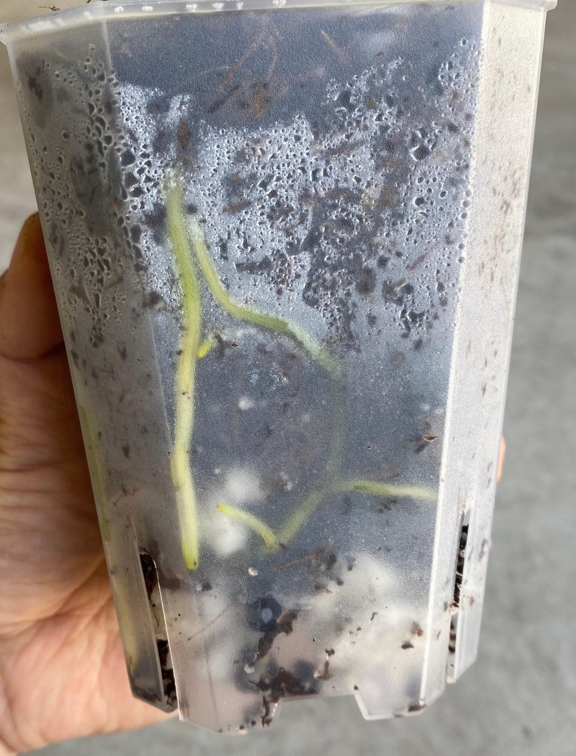 Clear Pots 4 Sizes Deep Sturdy Reusable Sleek Design - Etsy