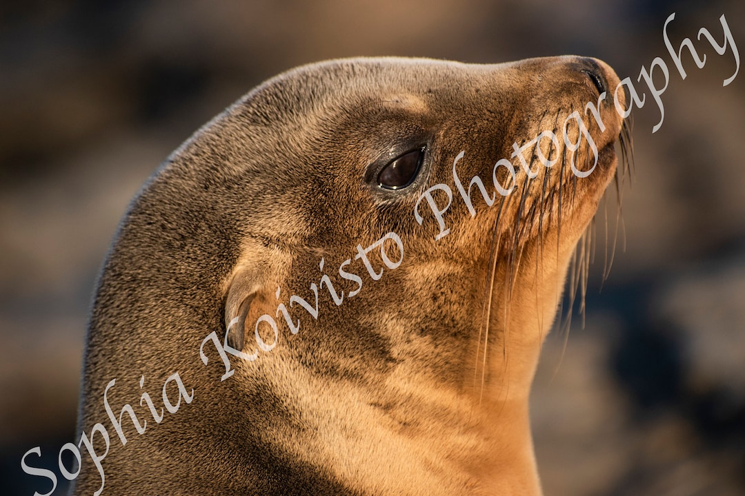 Sea Lion Close up Print, Photo - Etsy