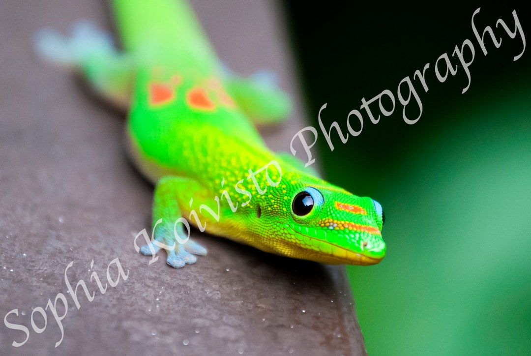Gecko Smiling Print, Photo - Etsy