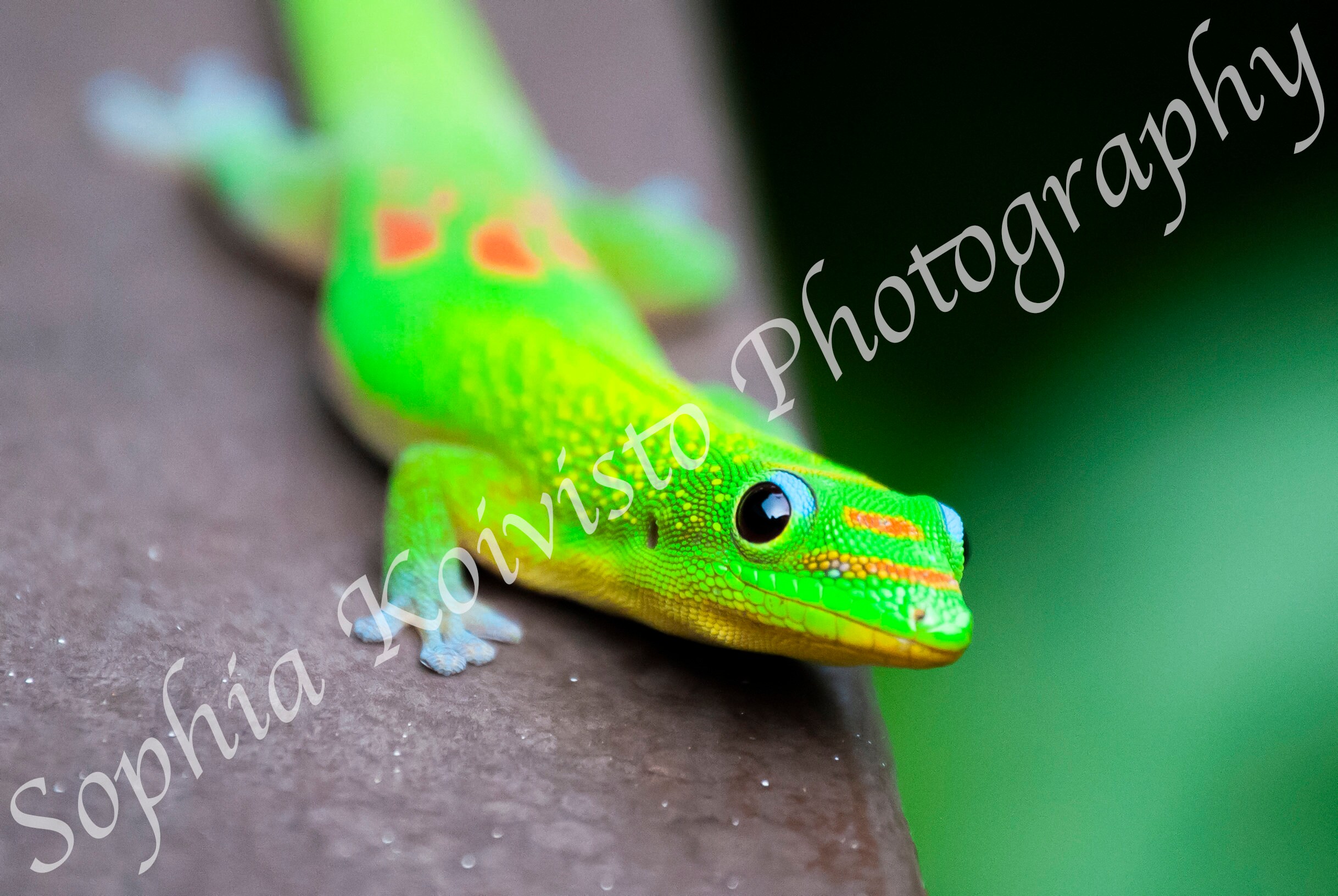 Gecko Smiling Print, Photo - Etsy