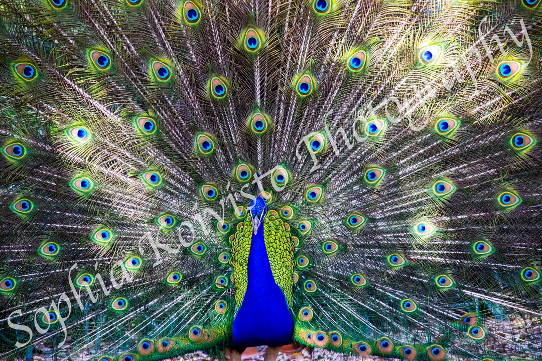 Peacock Print, Photo - Etsy