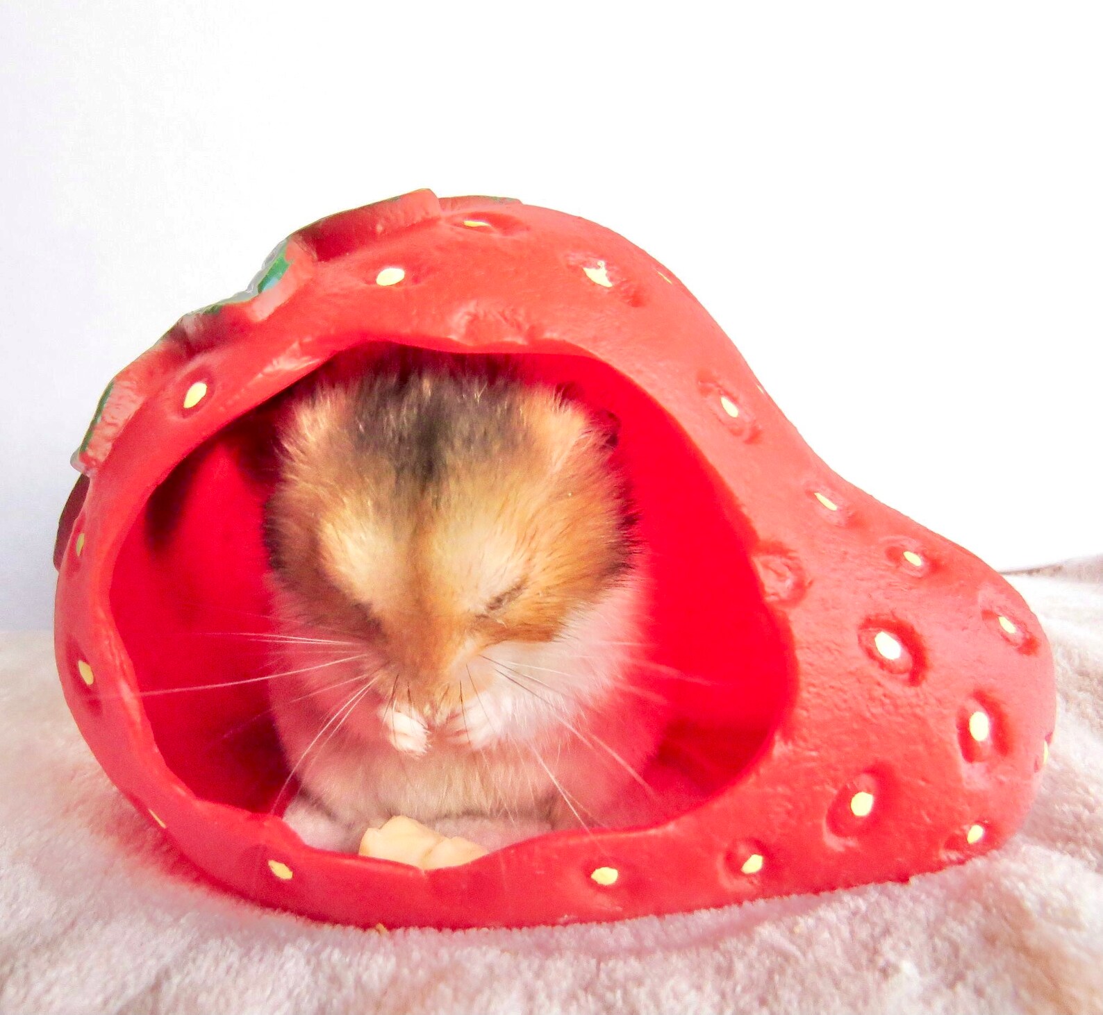 Fruit Hamster Hideout Toys Hide Hamsters - Etsy Canada