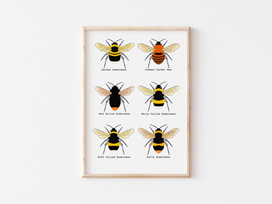 British Bumblebee Art Print Bumblebee Poster Bee Illustration Insect ...