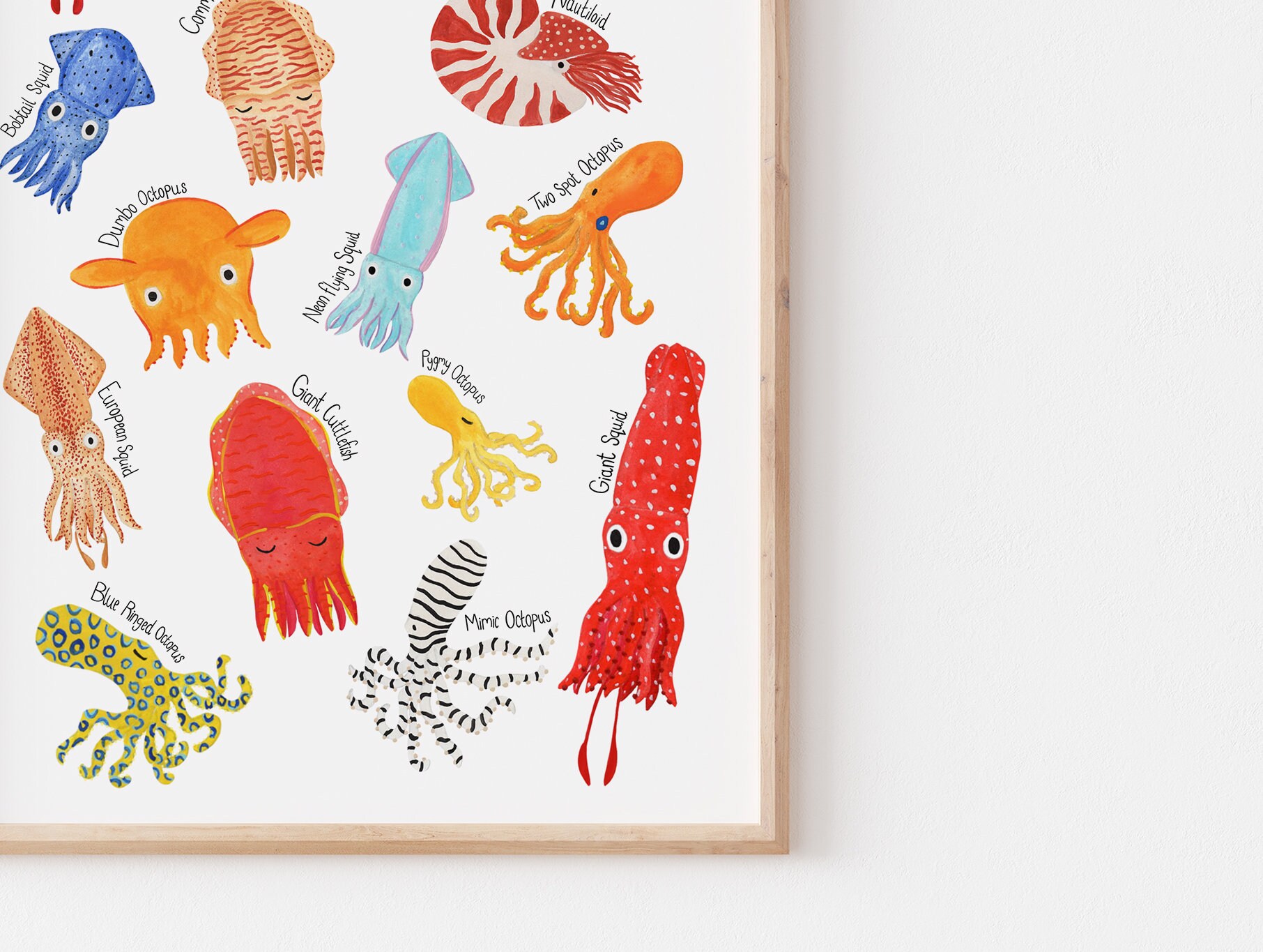 Types of Cephalopod Poster Octopus Poster Squid Poster Cuttlefish ...