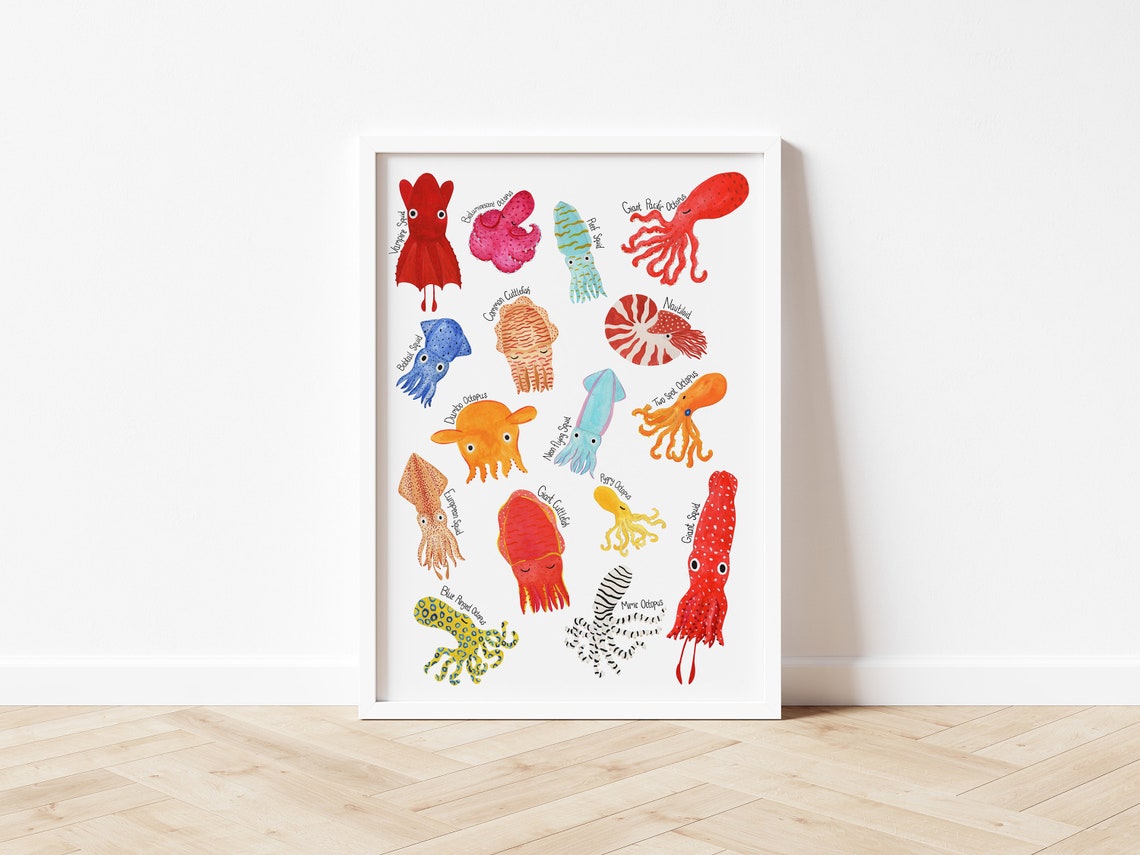 Types of Cephalopod Poster Octopus Poster Squid Poster Cuttlefish ...