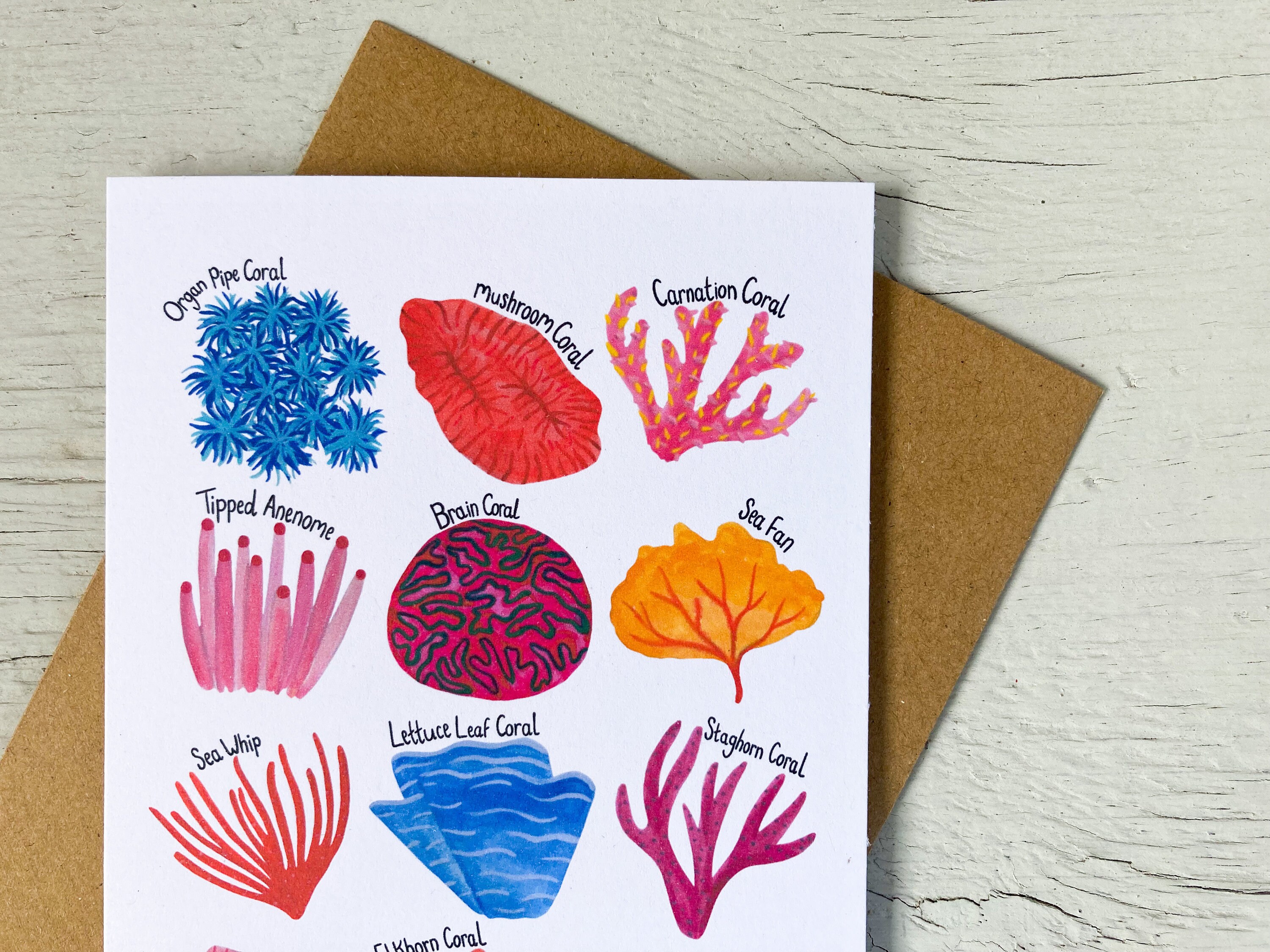 Collection of Sea Corals Types of Coral Greeting Card Sea Life Card ...