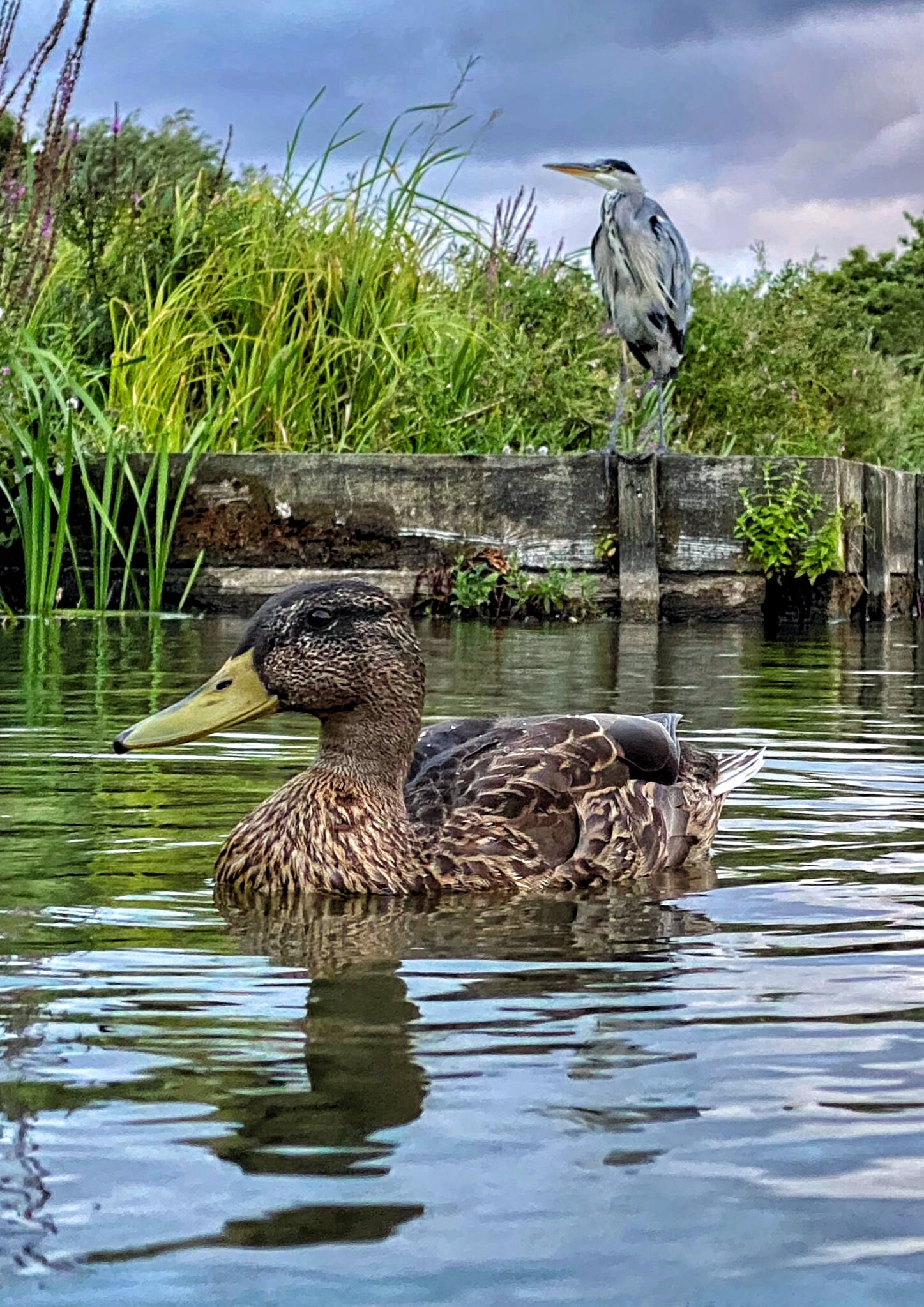Duck and Heron, Ducks, Canal Scene, Wildfowl, Waterways, Canal Art ...