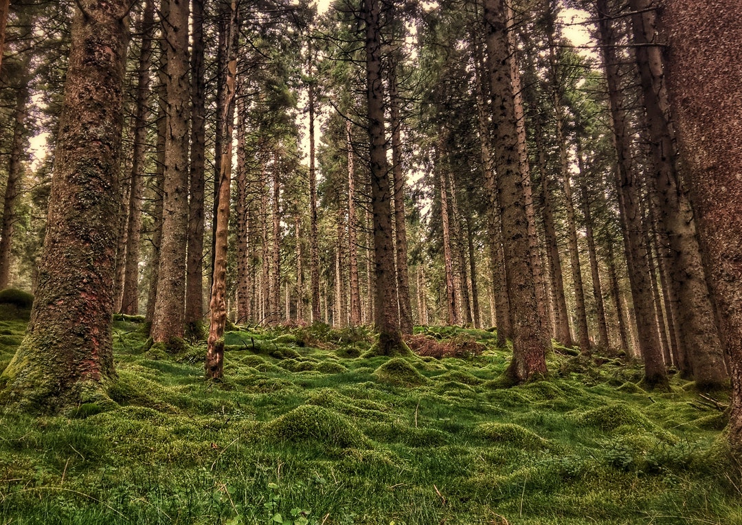Welsh Forest, Trees, Forest, Forest Bathing, Forest Print, Forest Wall ...
