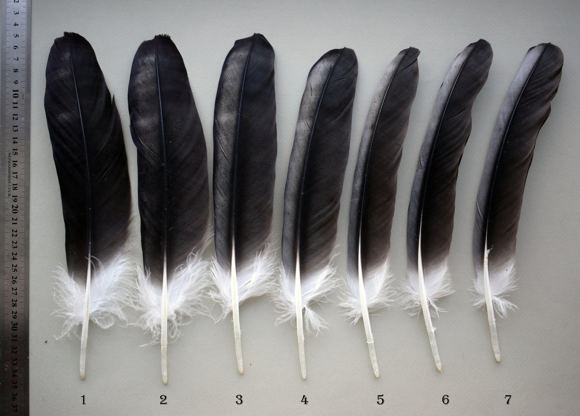 Natural stork feathers White Stork Ciconia ciconia large | Etsy