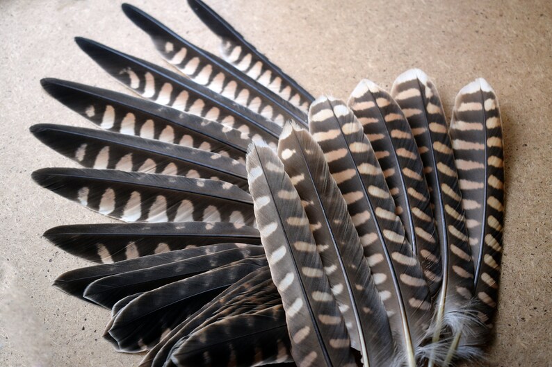 Rare falcon feathers Saker Falcon natural feathers striped | Etsy