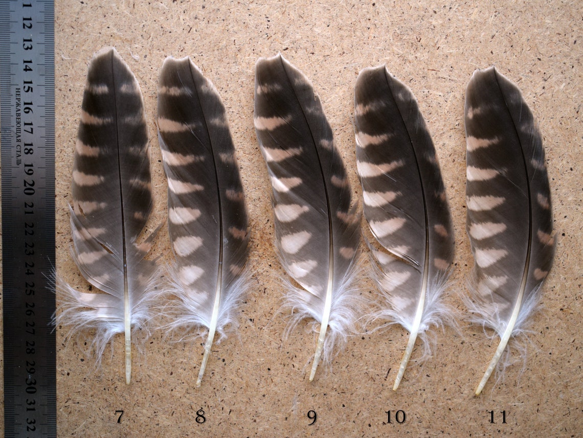 Plumas de halcón raras Halcón Saker plumas naturales plumas | Etsy