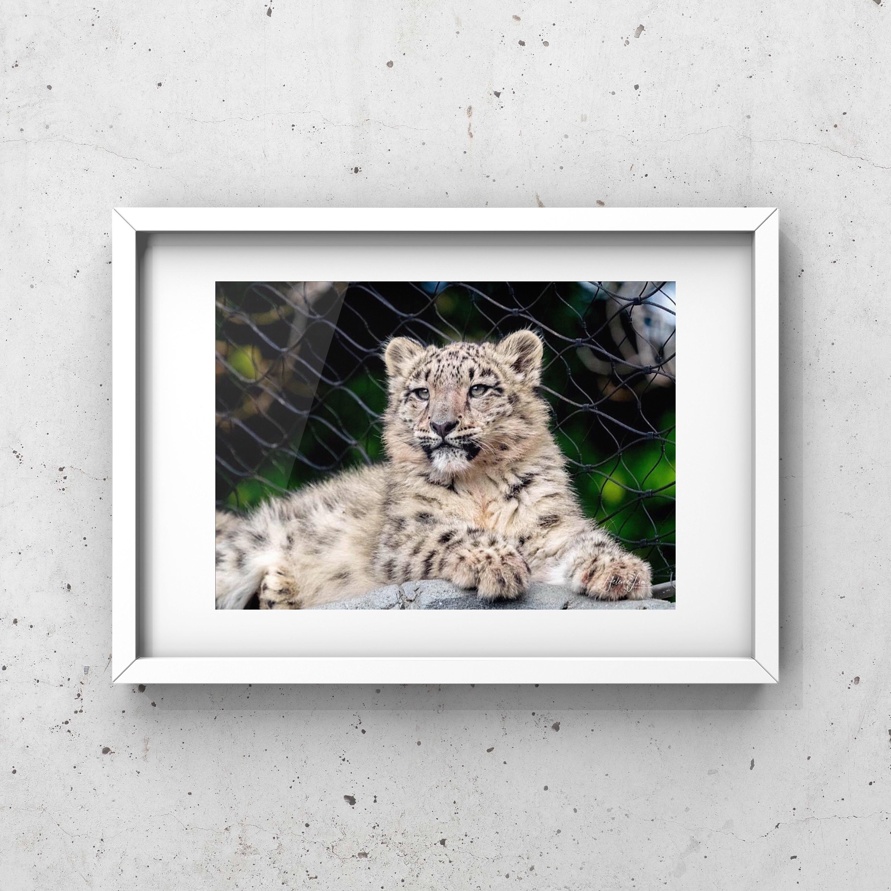 Snow Leopard Photography Print, Wildlife Print, Snow Leopard Gifts ...