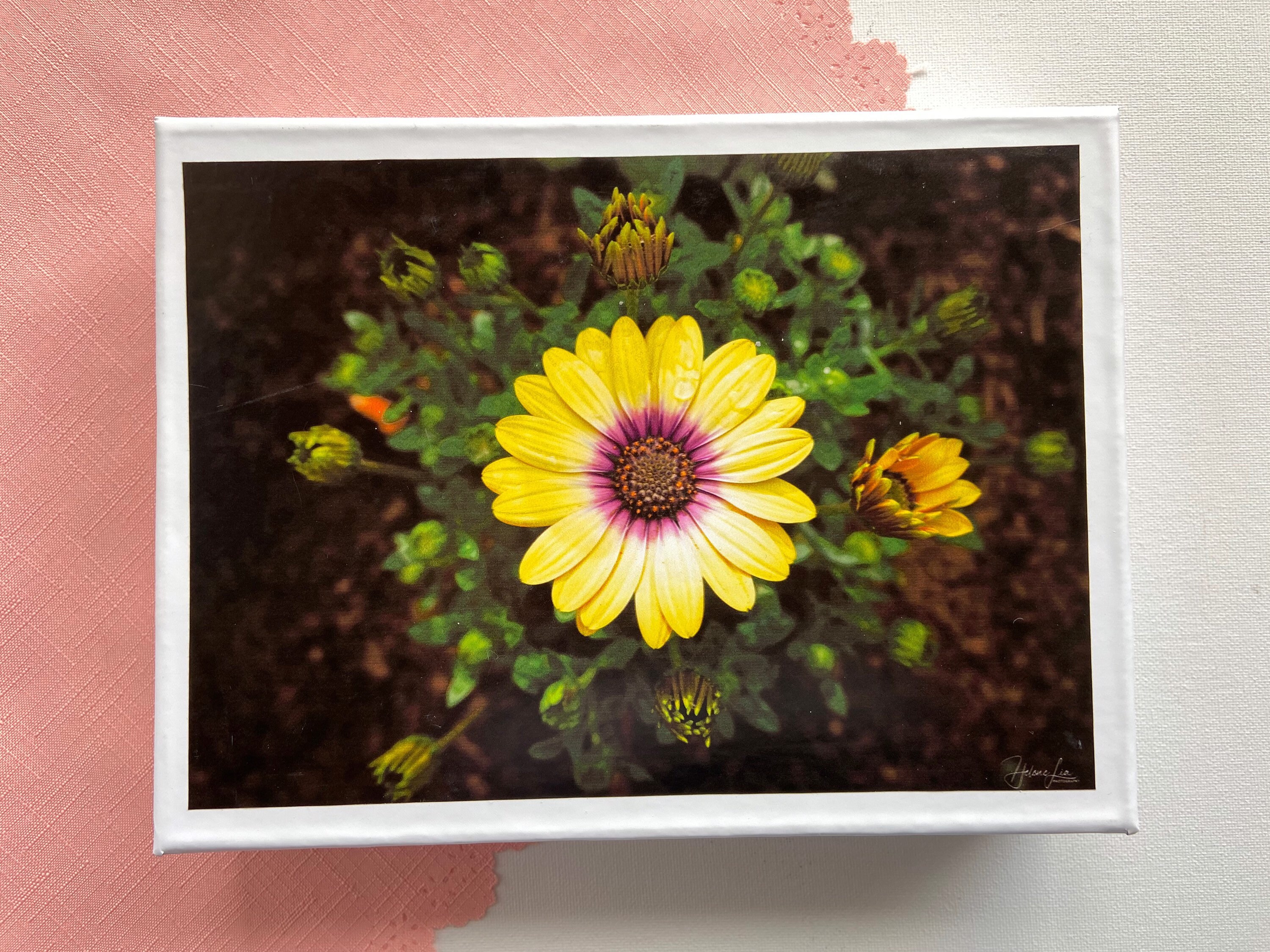 African Daisy Jigsaw Puzzle, Flower Jigsaw, Flower Puzzle, Puzzle Gifts ...