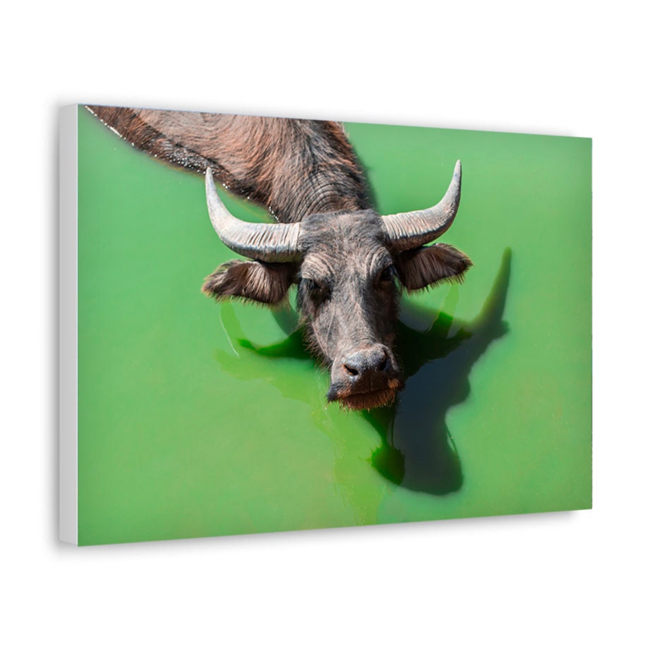 Water Buffalo PRINT on CANVAS Abstract Minimal Photo Print Event ...