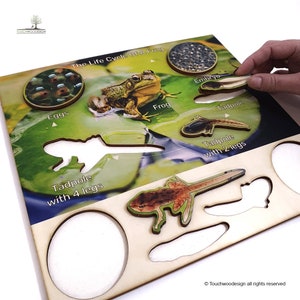 Set of 3 Life Cycles – Butterfly, Frog & Chicken - Educational, Non ...