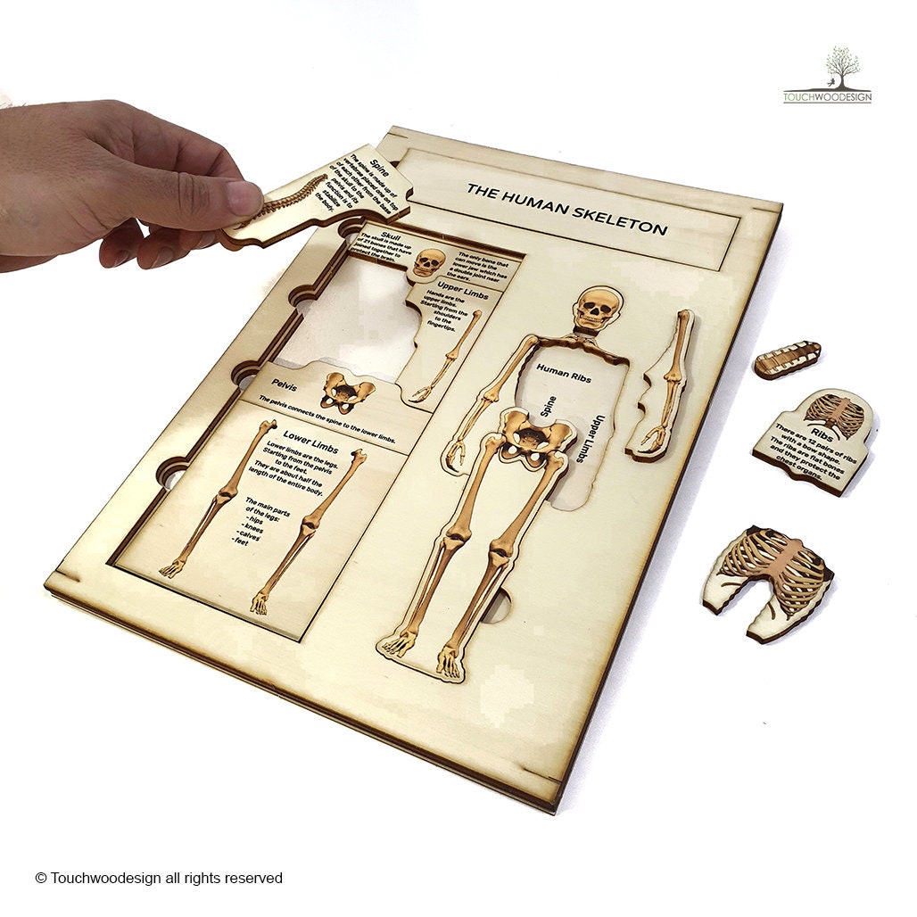 The Human Skeleton Montessori Toys Educational Wooden - Etsy