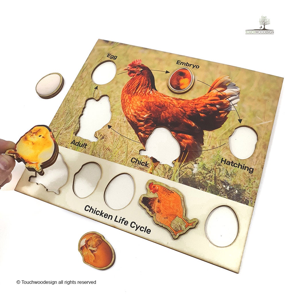 Chicken Life Cycle Educational Wooden Puzzle Montessori - Etsy