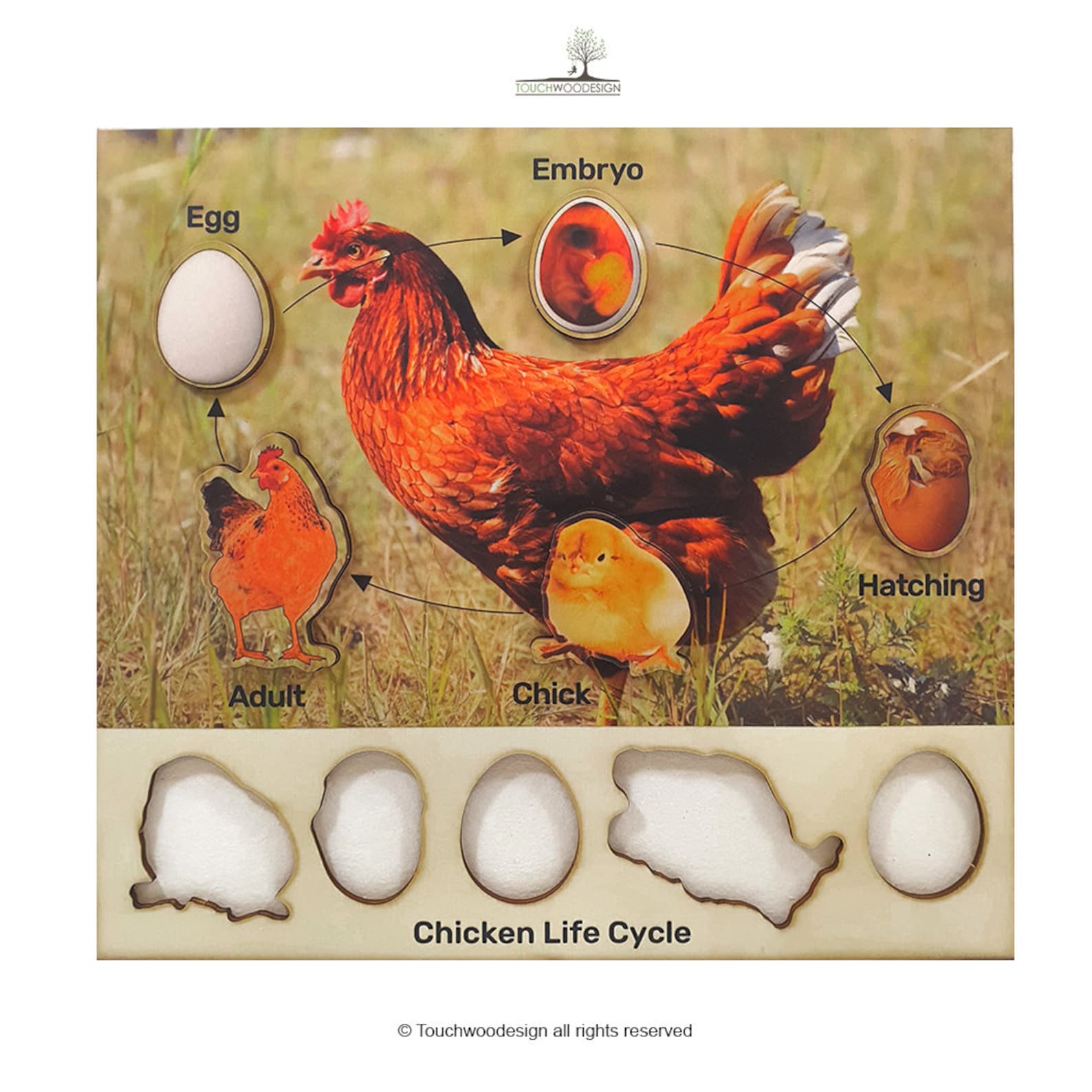 Chicken Life Cycle Educational Wooden Puzzle Montessori - Etsy