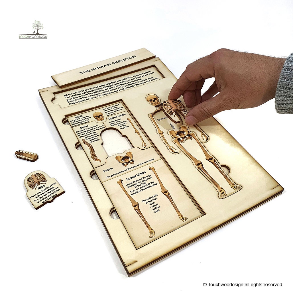 The Human Skeleton Montessori Toys Educational Wooden - Etsy