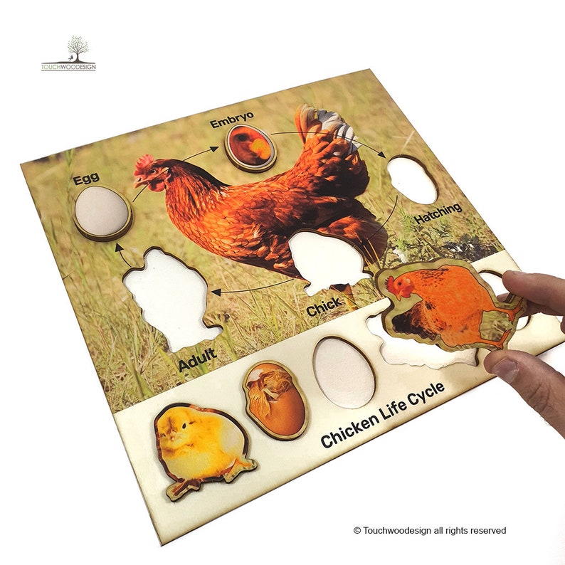 Chicken Life Cycle Educational Wooden Puzzle Montessori - Etsy